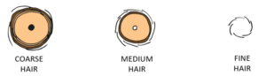 Understanding The Hair – The Institute of Trichologists