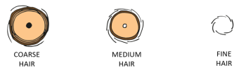 Understanding The Hair – The Institute of Trichologists