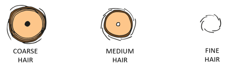 Understanding The Hair – The Institute of Trichologists